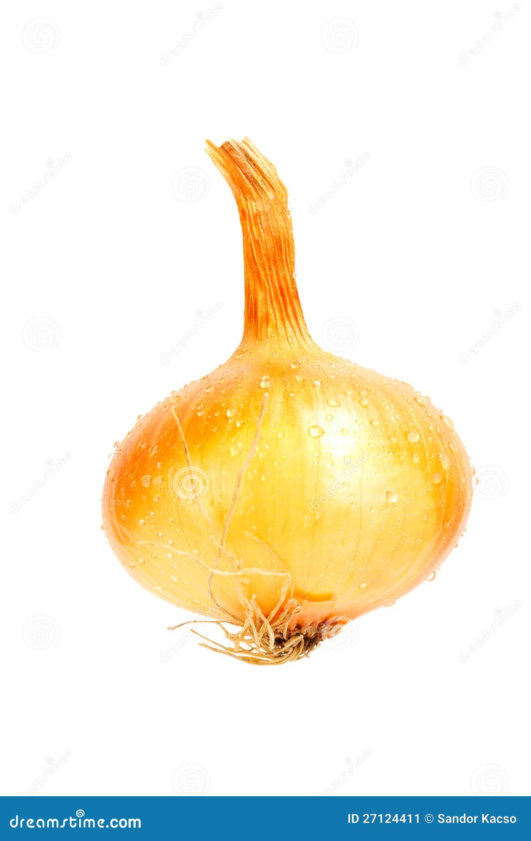 Gold onion stock image. Image of isolated, gold, golden - 27124411