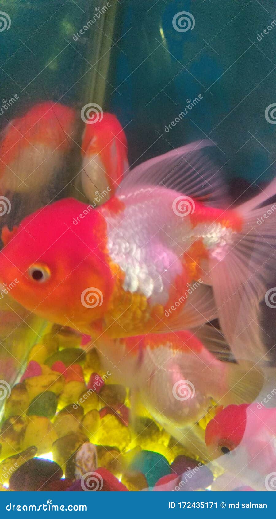 Gold stock image. Image of fish, oranda, gold - 172435171