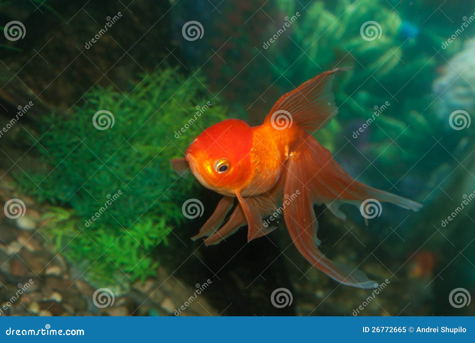 Gold oranda goldfish stock image. Image of fresh, goldfish - 26772665