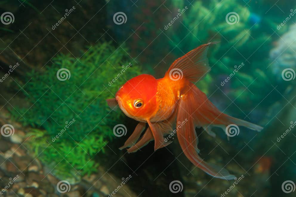 Gold oranda goldfish stock image. Image of fresh, goldfish - 26772665