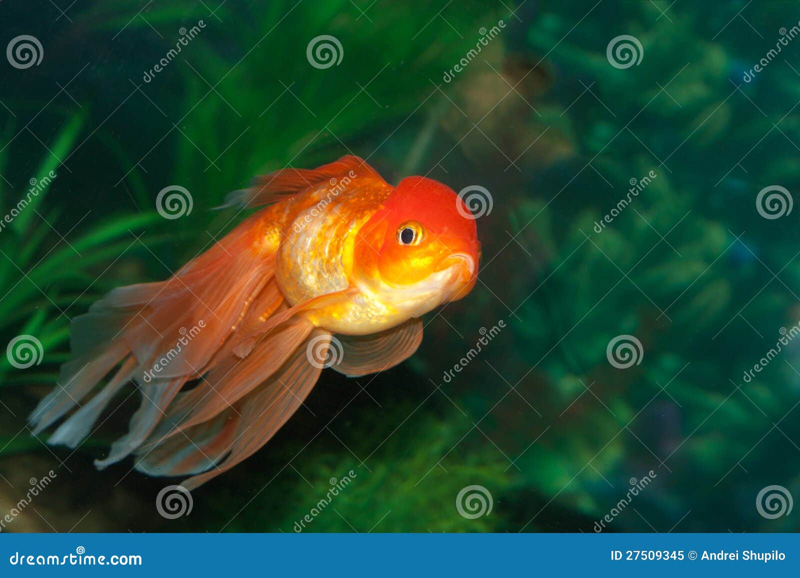 Gold oranda goldfish stock image. Image of small, life - 27509345