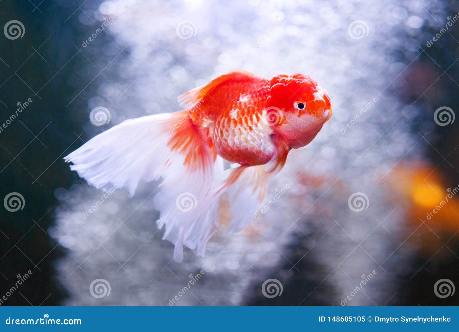 Gold Oranda Goldfish in an Aquarium. Bright Aquarium Fish. Stock Image ...