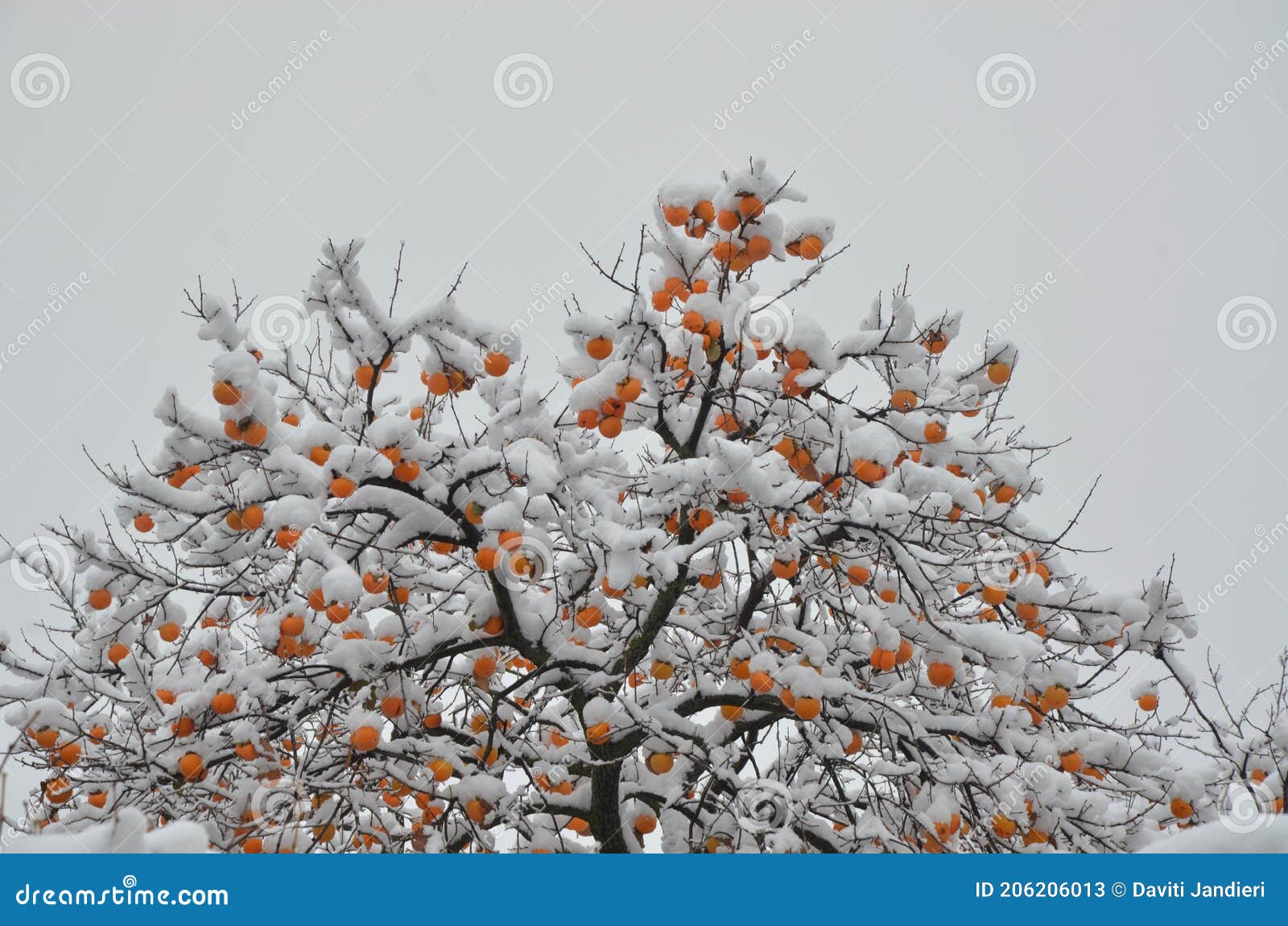 Gold orange in the snow stock image. Image of twig, tree - 206206013