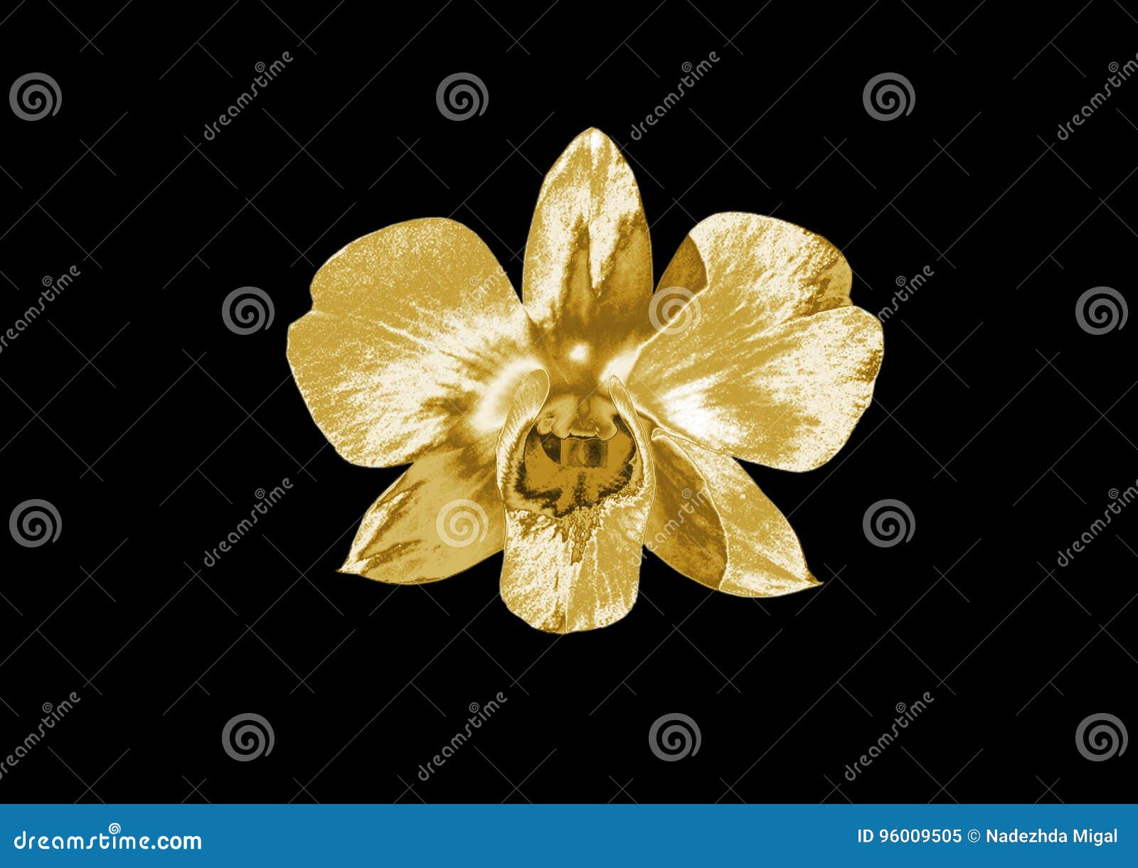 Gold orchid stock illustration. Illustration of closeup - 96009505