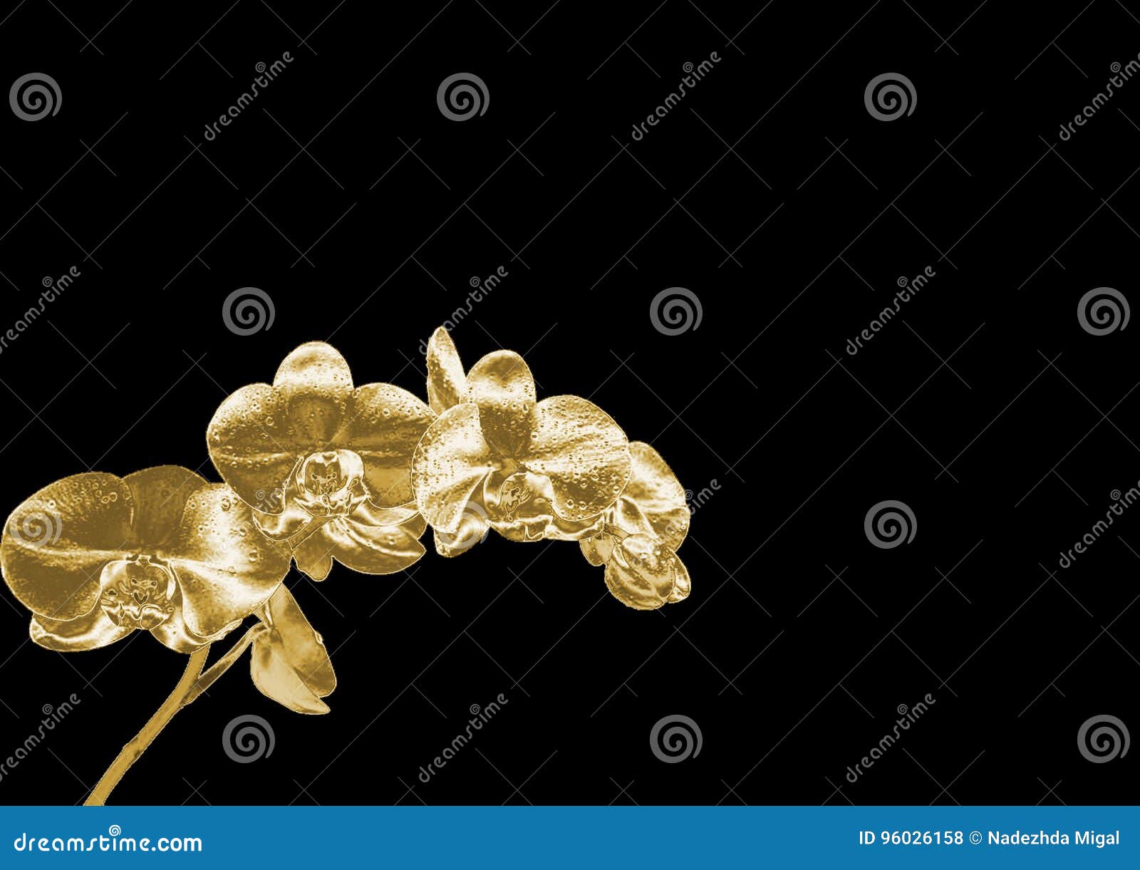 Gold orchid stock photo. Image of orchid, roses, beauty - 96026158