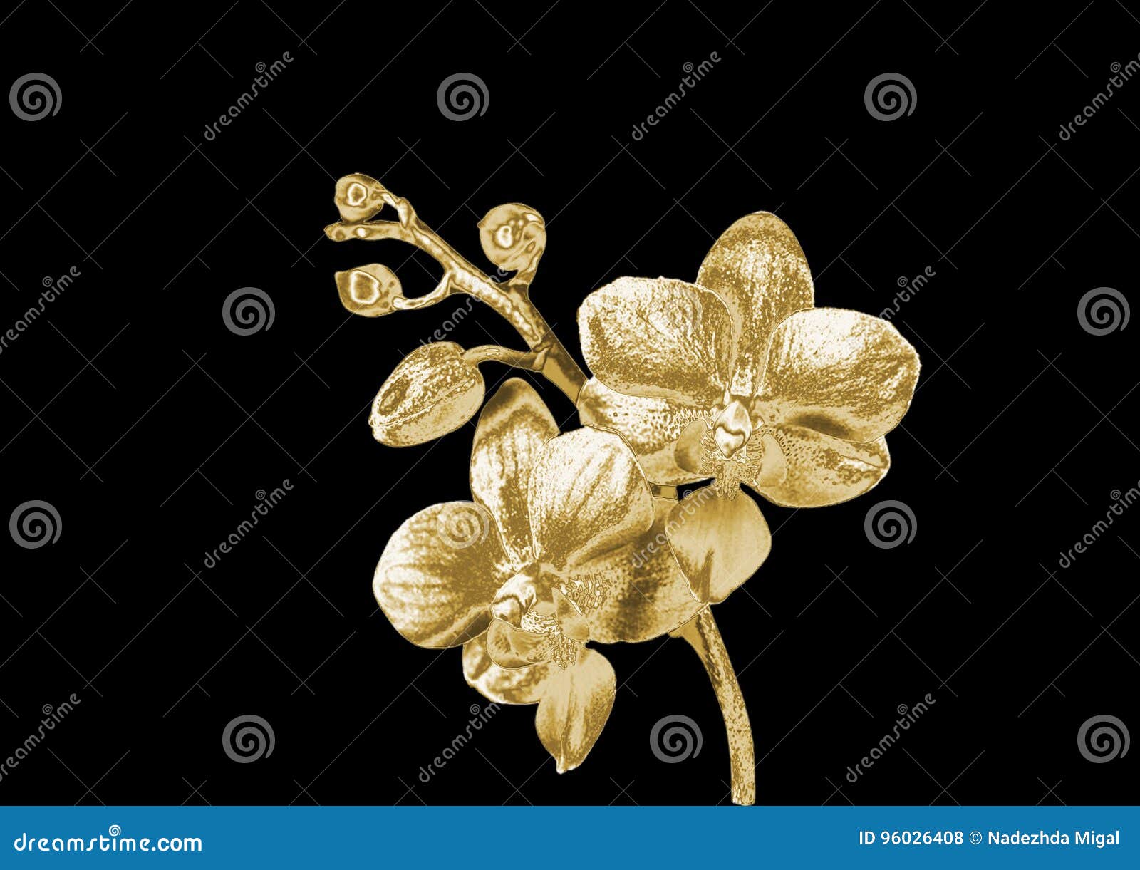Gold orchid stock photo. Image of beautiful, black, flora - 96026408