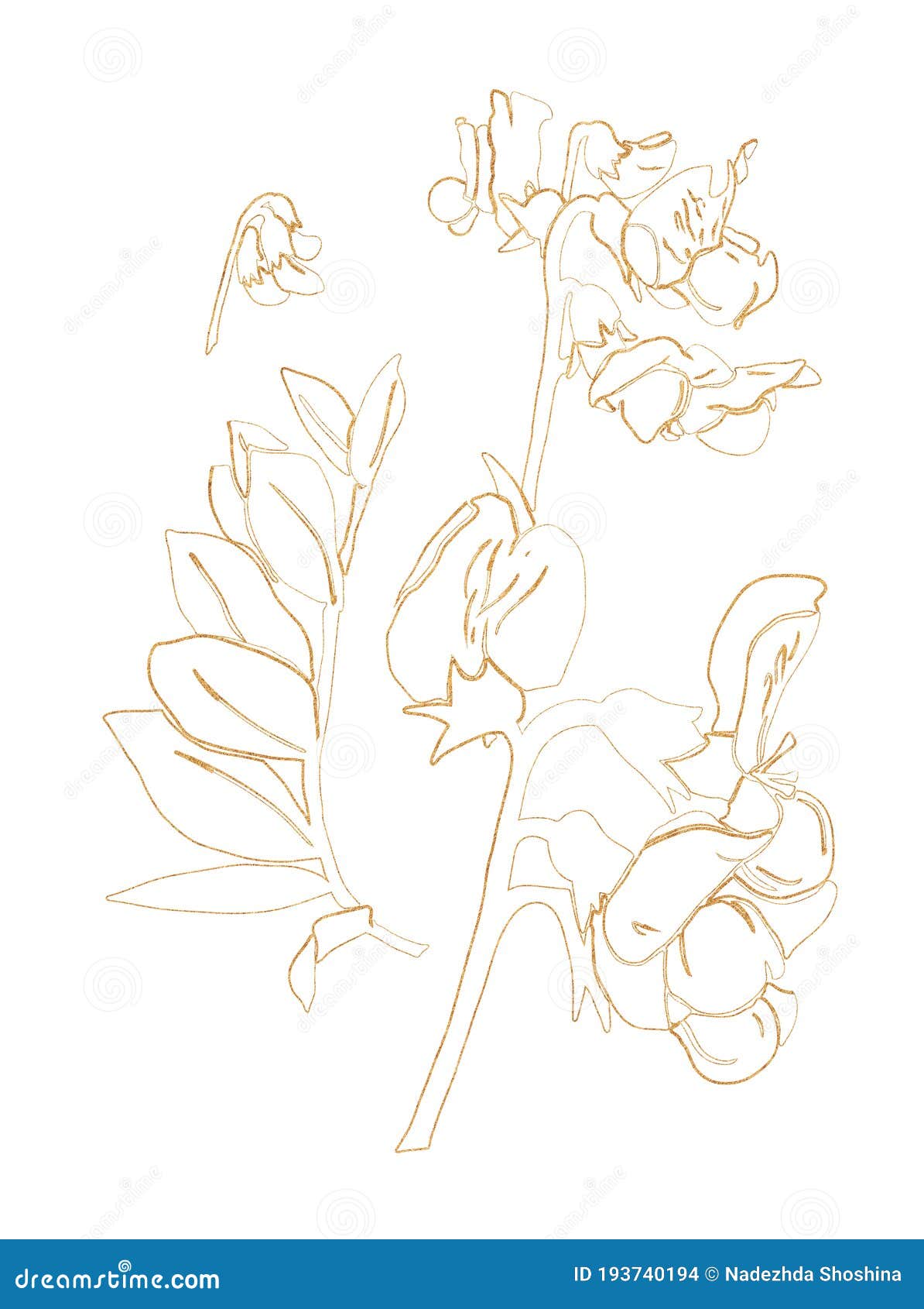 Common Vetch Or Vicia Sativa, Known As The Common Vetch, Garden Vetch ...