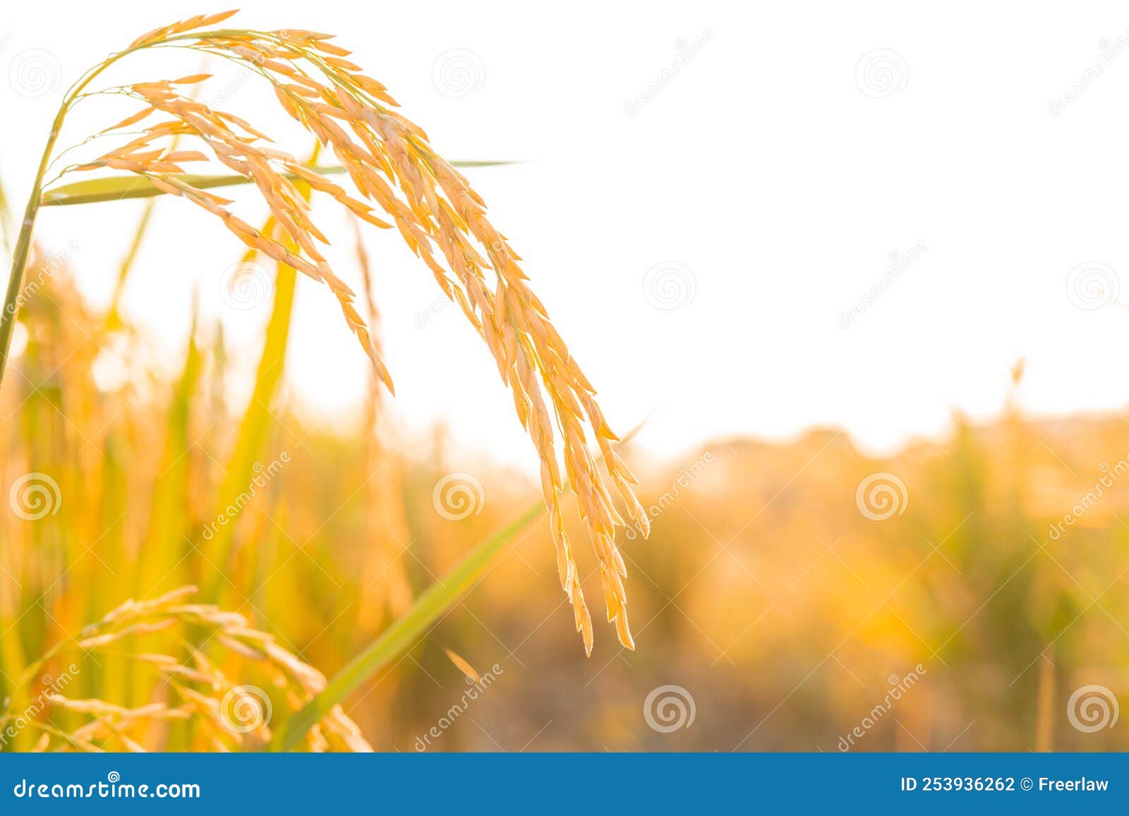 Gold Paddy on the Field in Morning Horizontal Composition Stock Photo ...