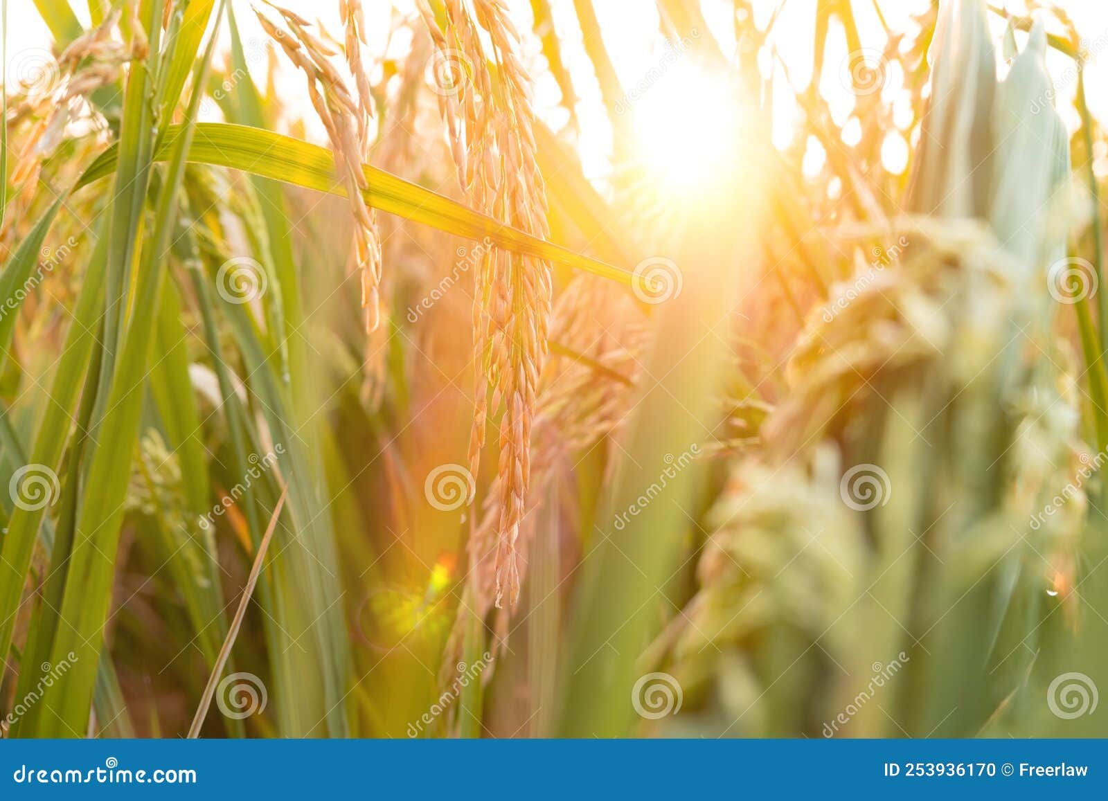 Gold Paddy on the Field in Morning with Sun Flare Horizontal ...