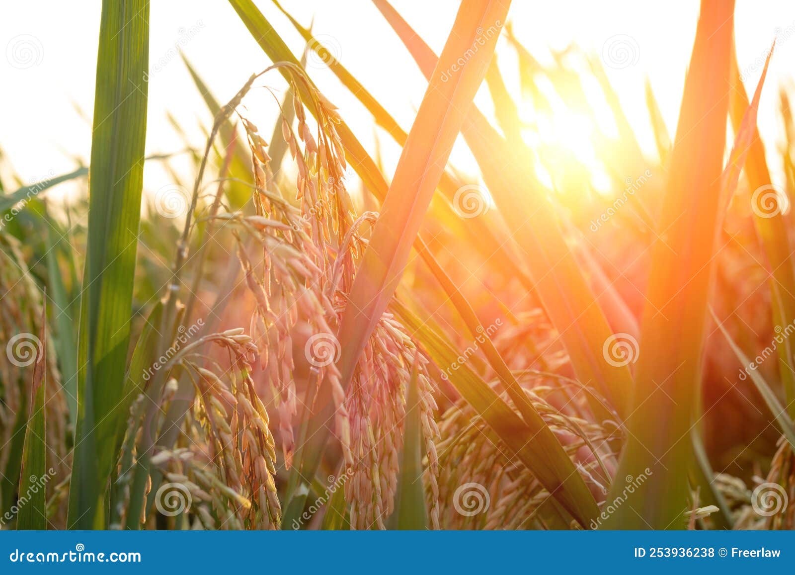 Gold Paddy on Field in the Morning with Sun Flare Horizontal ...