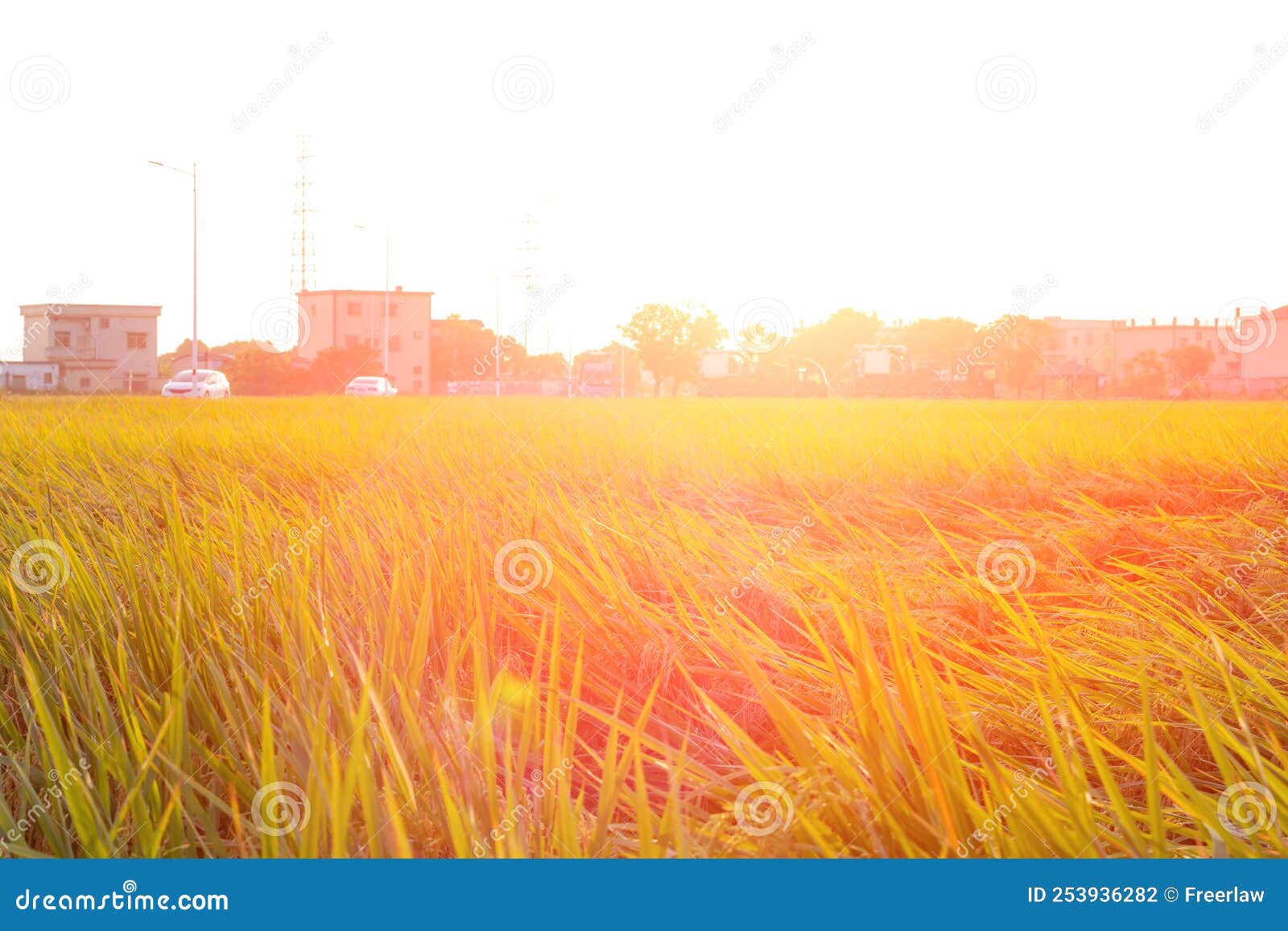 Gold Paddy on the Field in Morning with Sun Flare Horizontal ...