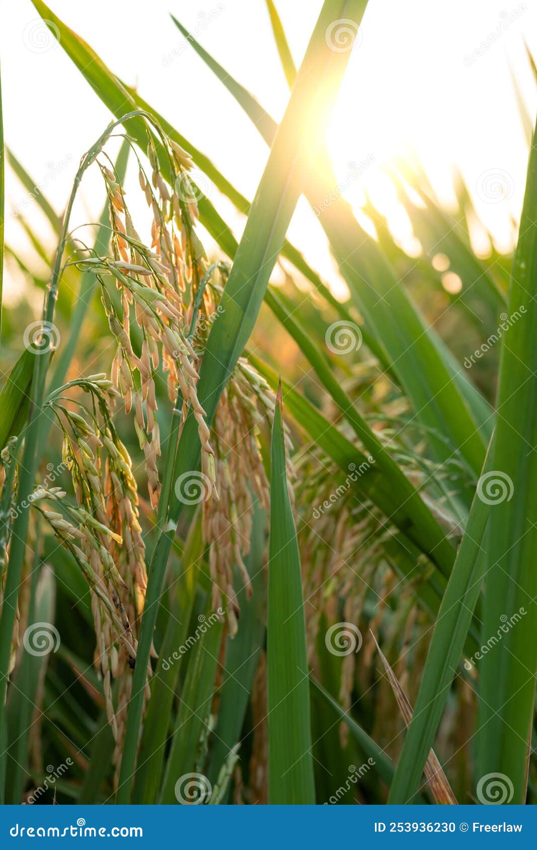 Gold Paddy on the Field in Morning with Sun Flare Vertical Composition ...