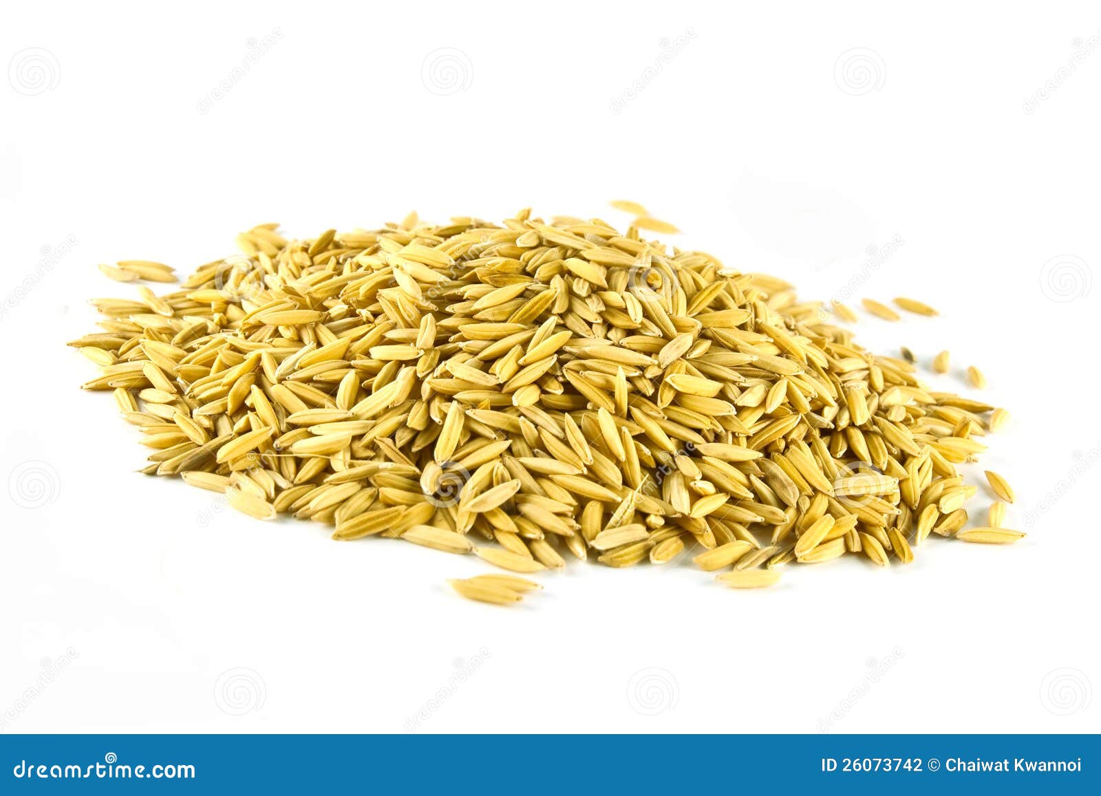 Gold paddy rice stock photo. Image of beauty, cultivation - 26073742