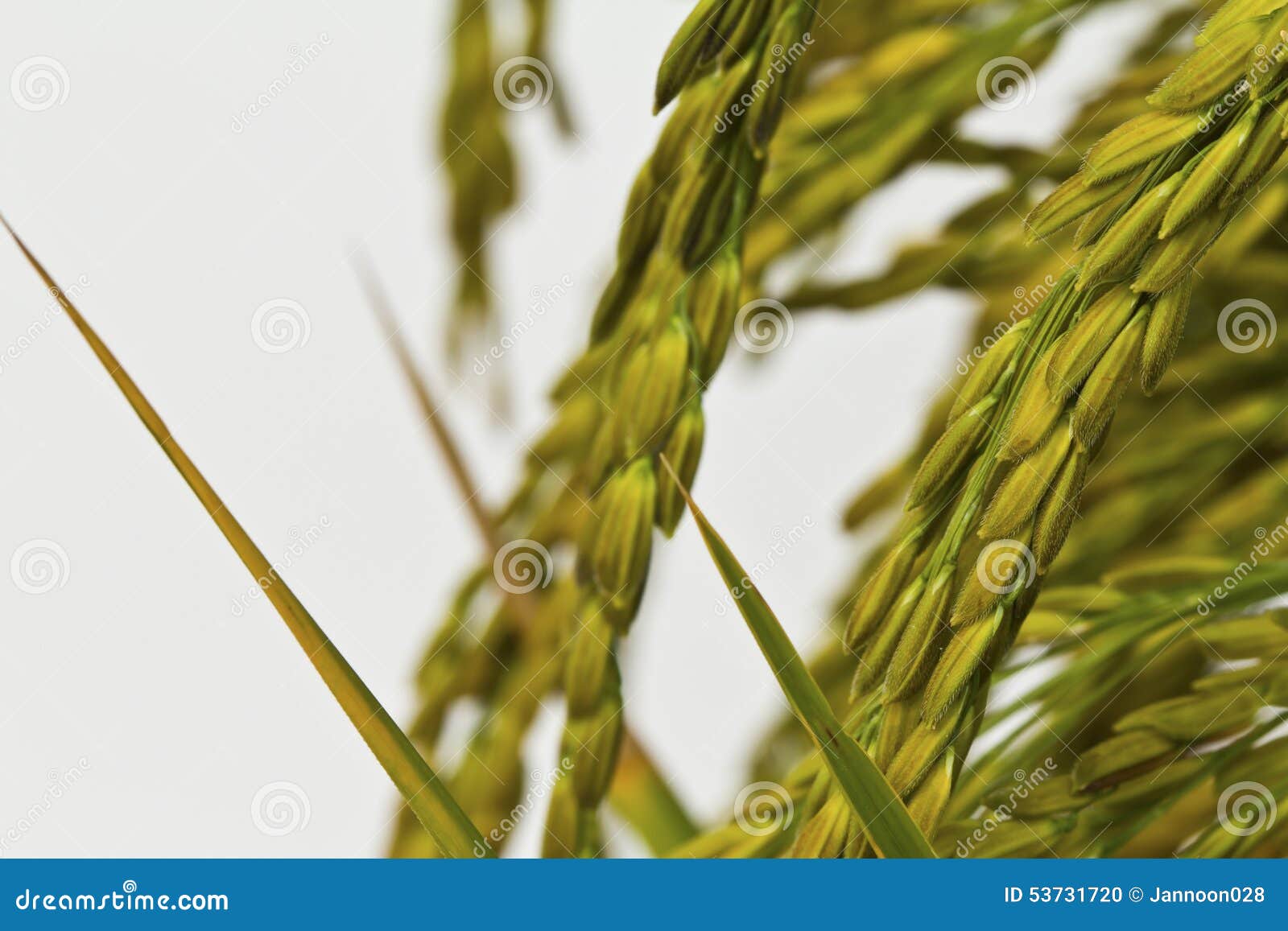 Gold paddy rice stock photo. Image of grow, farmland - 53731720