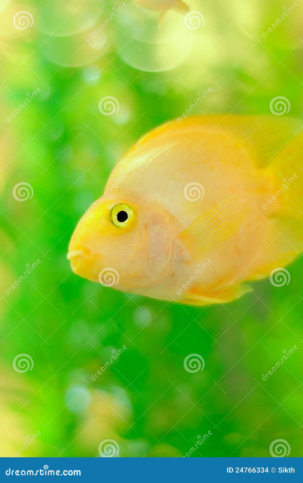 Gold Parrot Fish in Aquarium Stock Photo - Image of fishbowl, marine ...