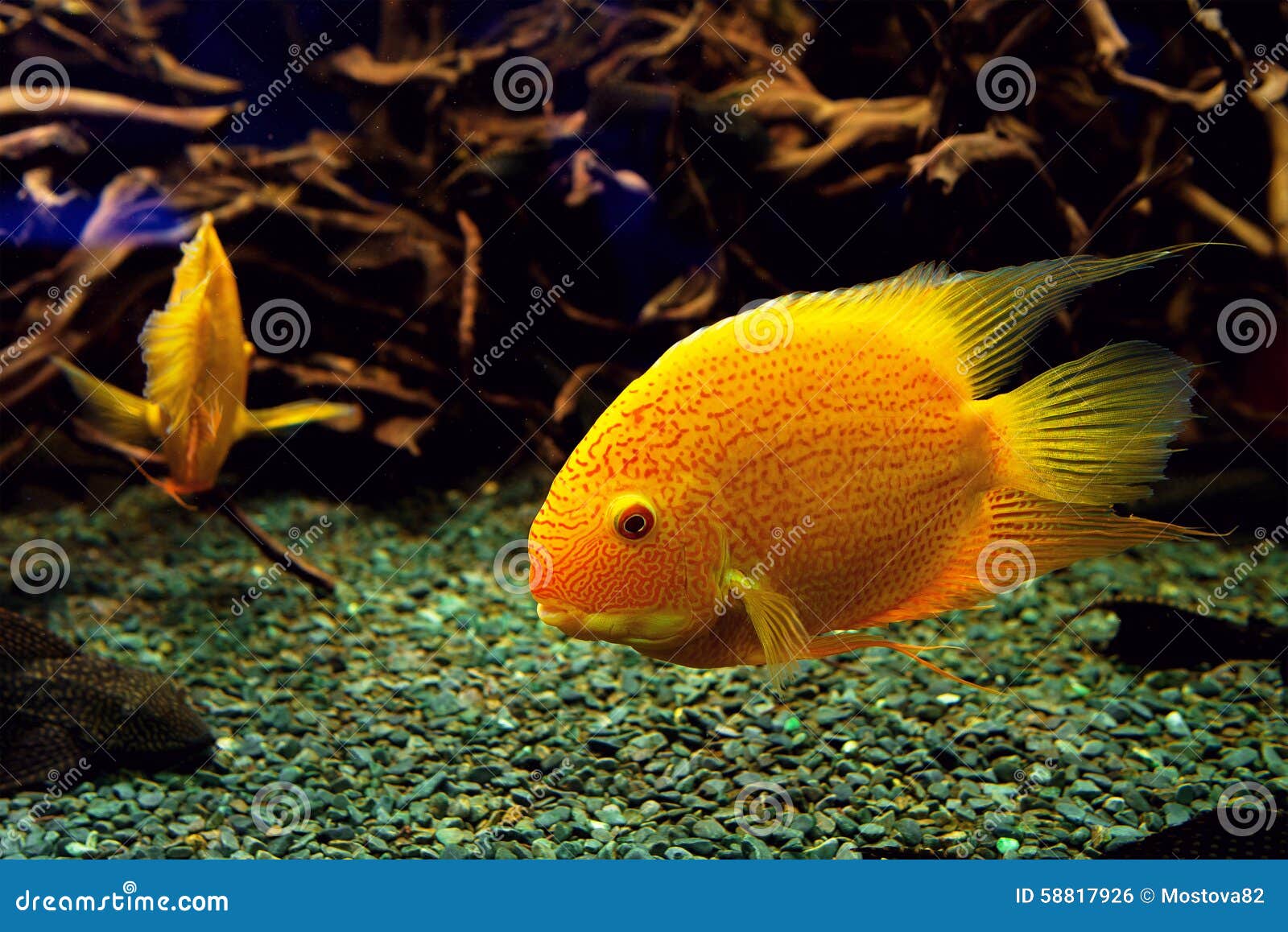 Gold parrot fish stock photo. Image of aquarium, saltwater - 58817926
