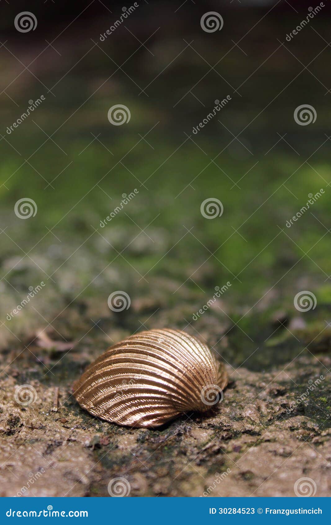 Gold pebbles stock image. Image of group, clean, closeup - 30284523