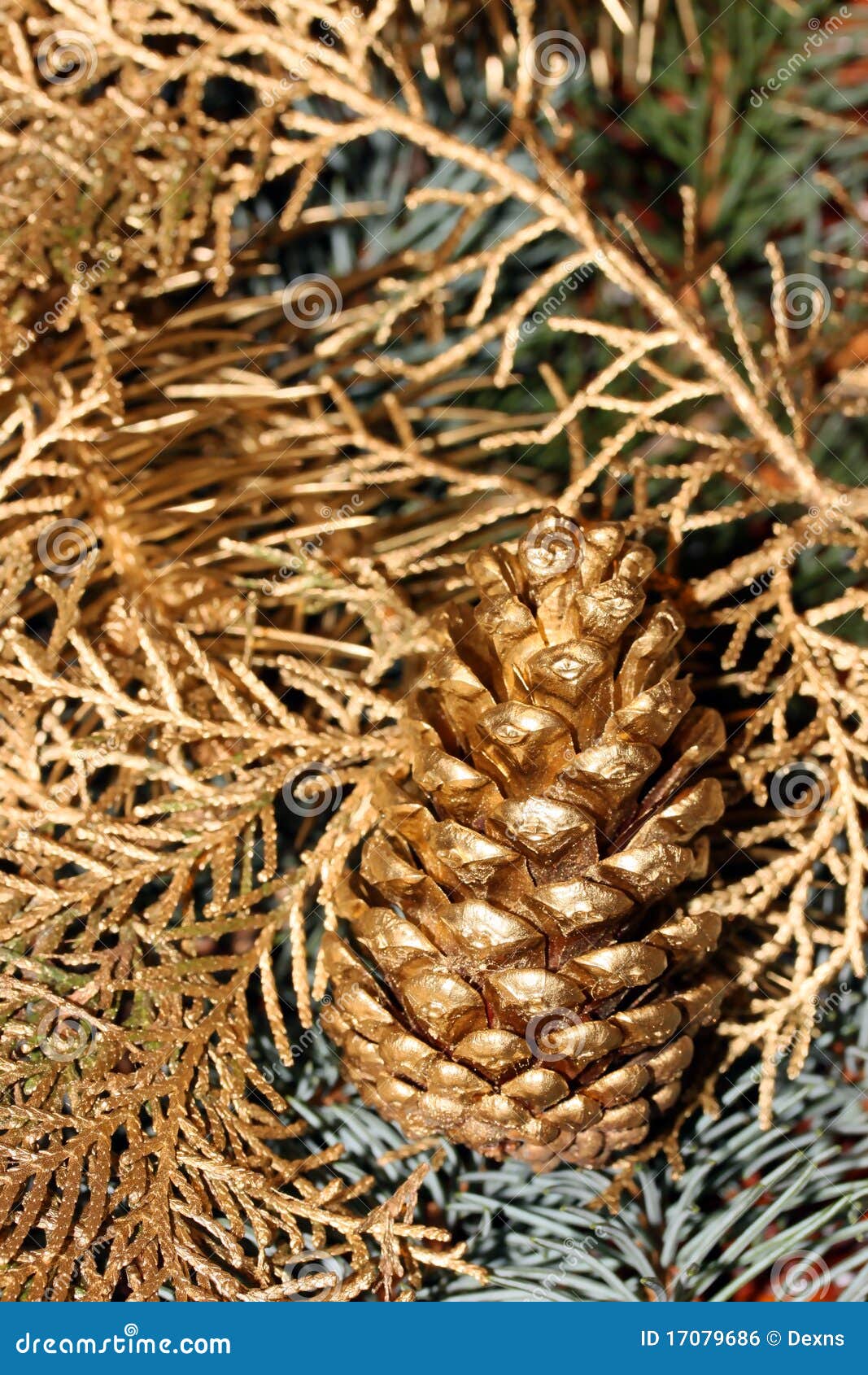 Gold pine cone stock photo. Image of branches, tree, christmas - 17079686