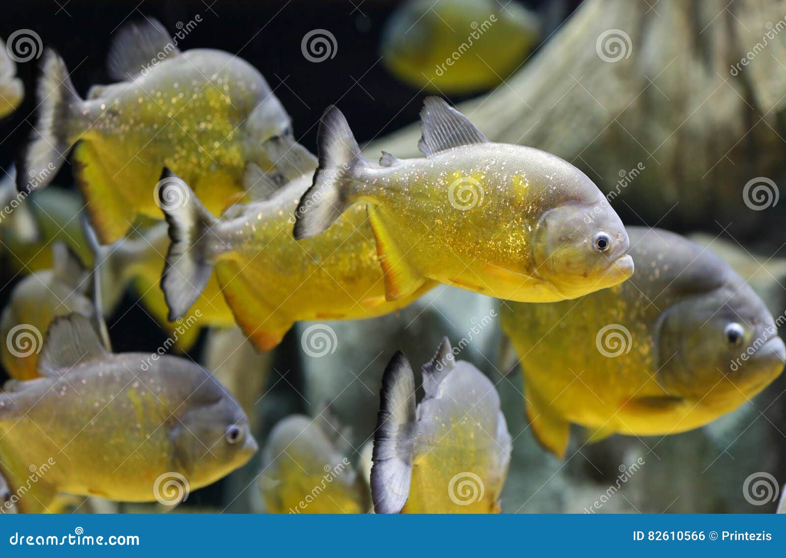 Gold Piranha Fish Swimming stock photo. Image of blue - 82610566