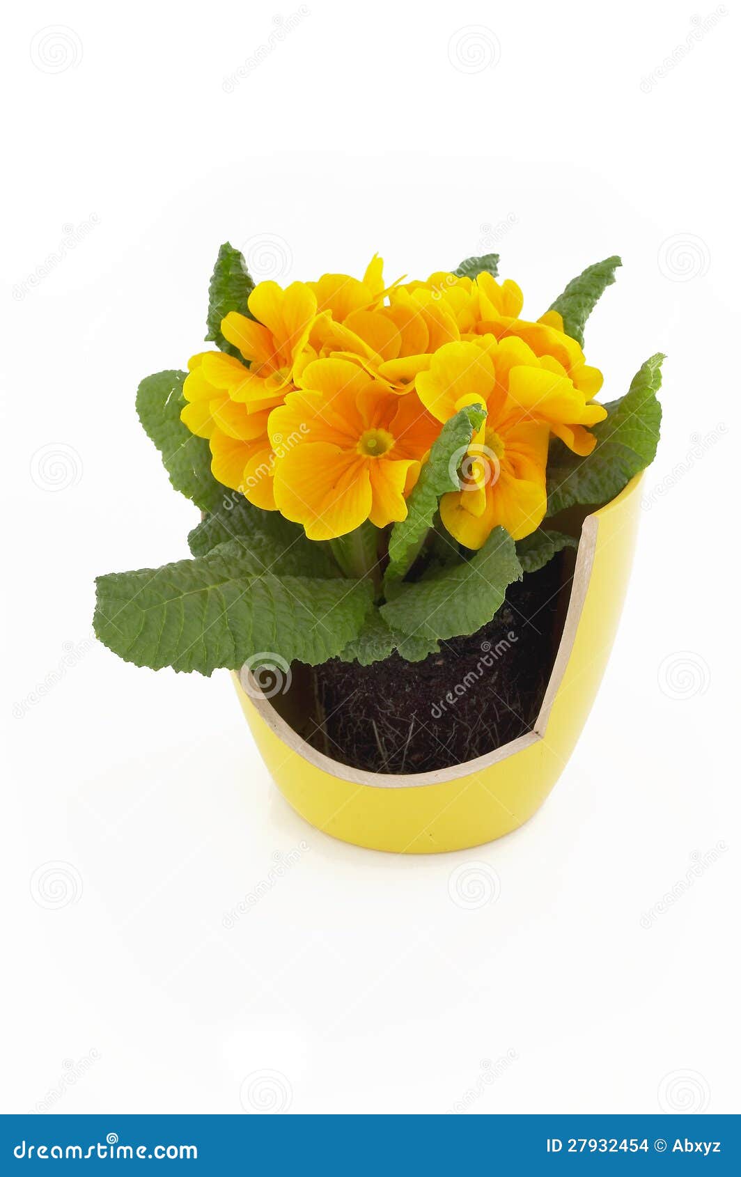 Gold primrose stock photo. Image of agriculture, green - 27932454