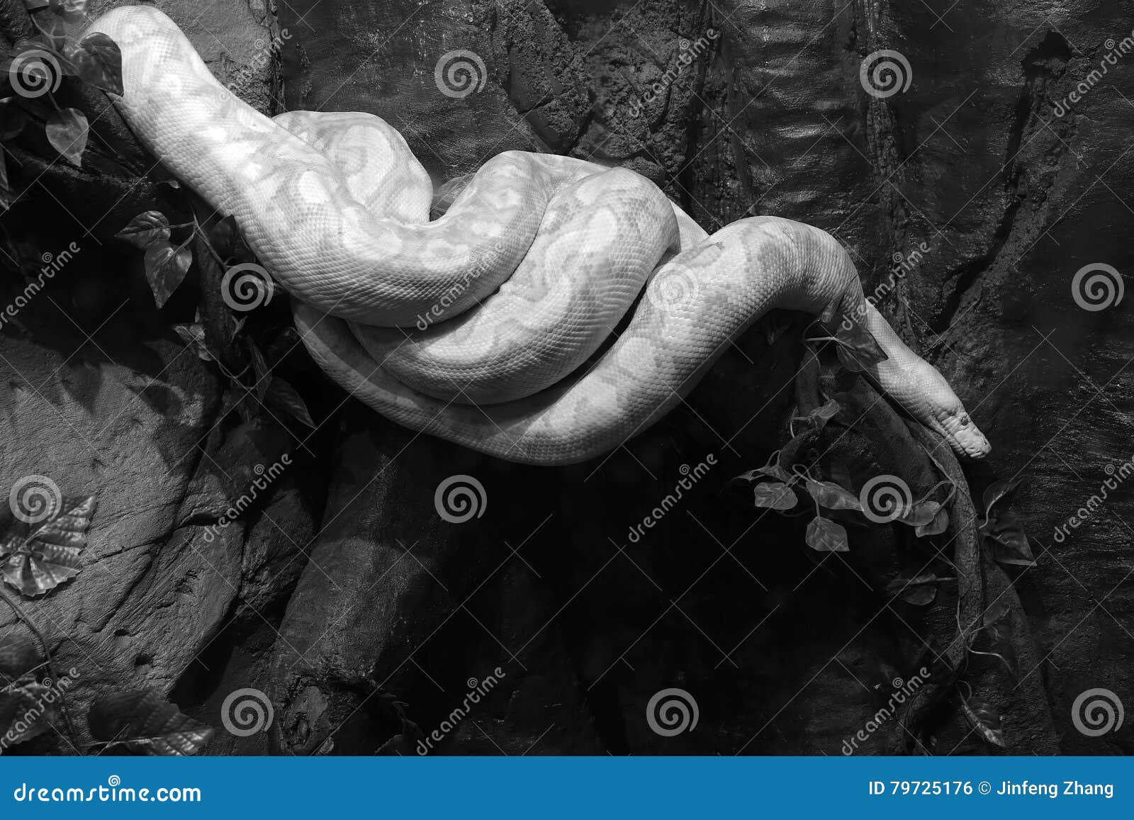 Gold python stock photo. Image of animal, animals, twist - 79725176