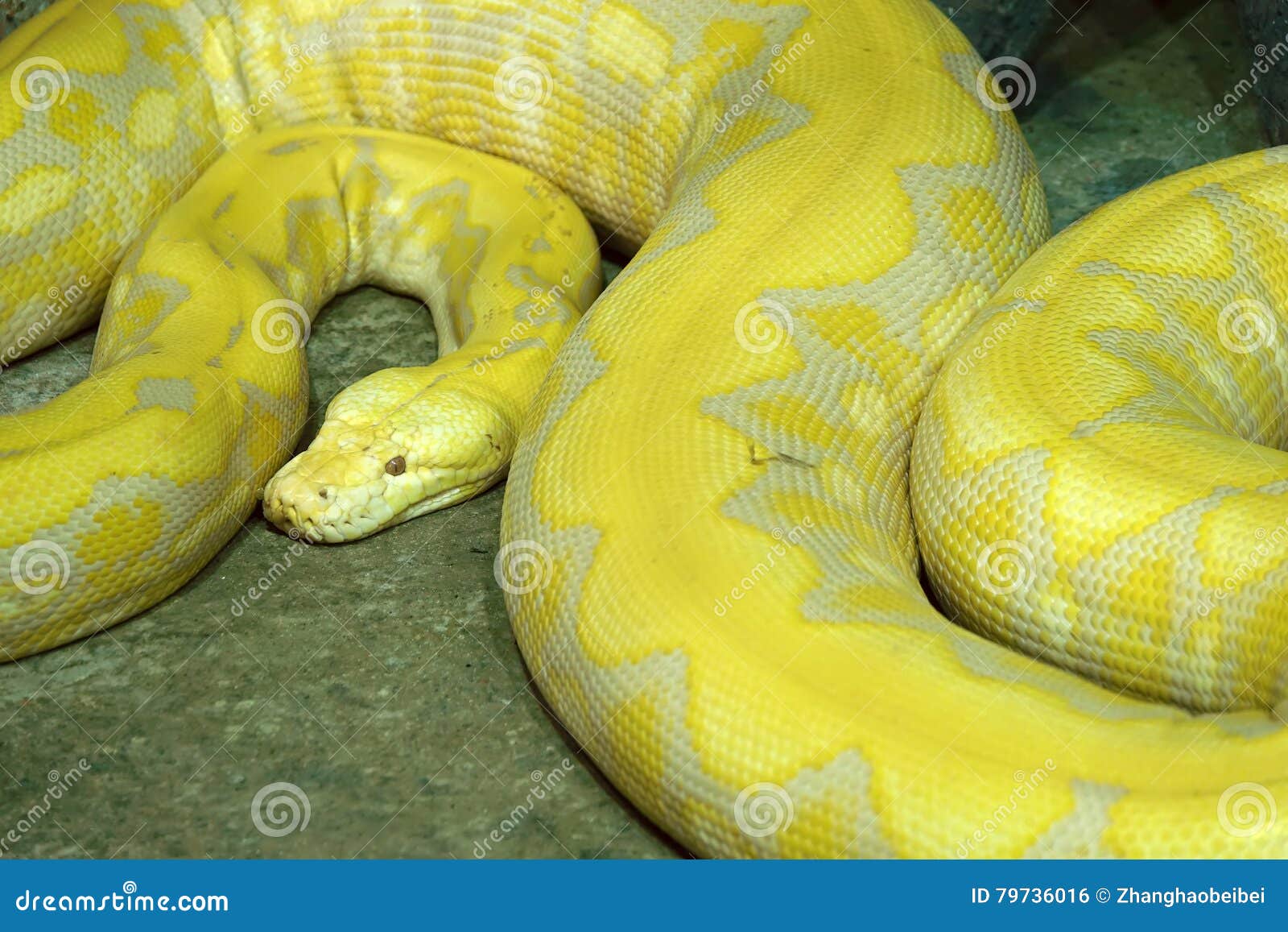Gold python stock photo. Image of snake, animal, serpent - 79736016