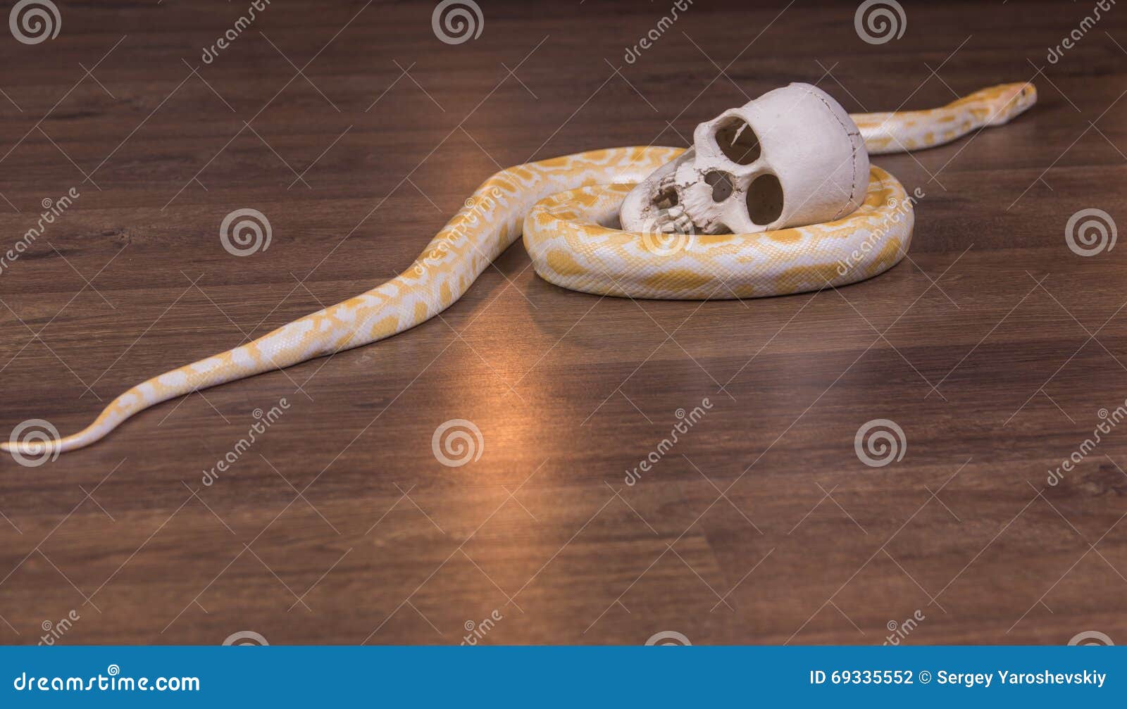 Gold Python with Human Skull Stock Photo - Image of nature, human: 69335552