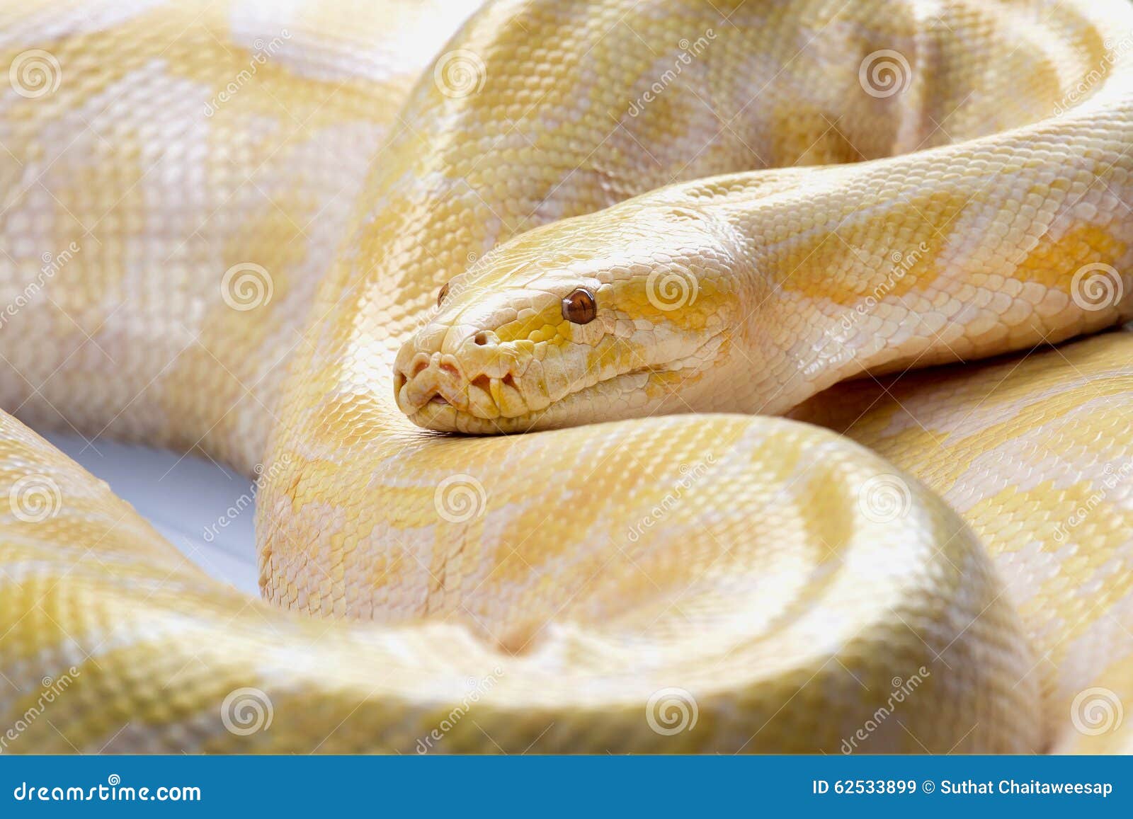 Gold Python,Reticulated Python (Python Reticulatus) Stock Image - Image ...