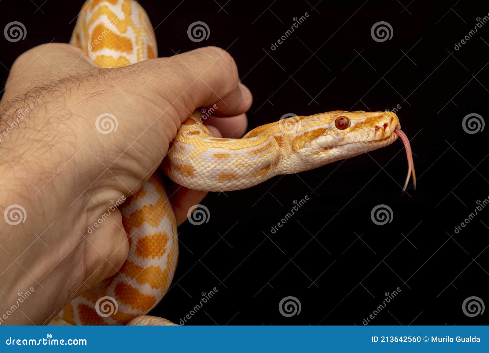 Gold Python, Reticulated Python Python Reticulatus Stock Photo - Image ...
