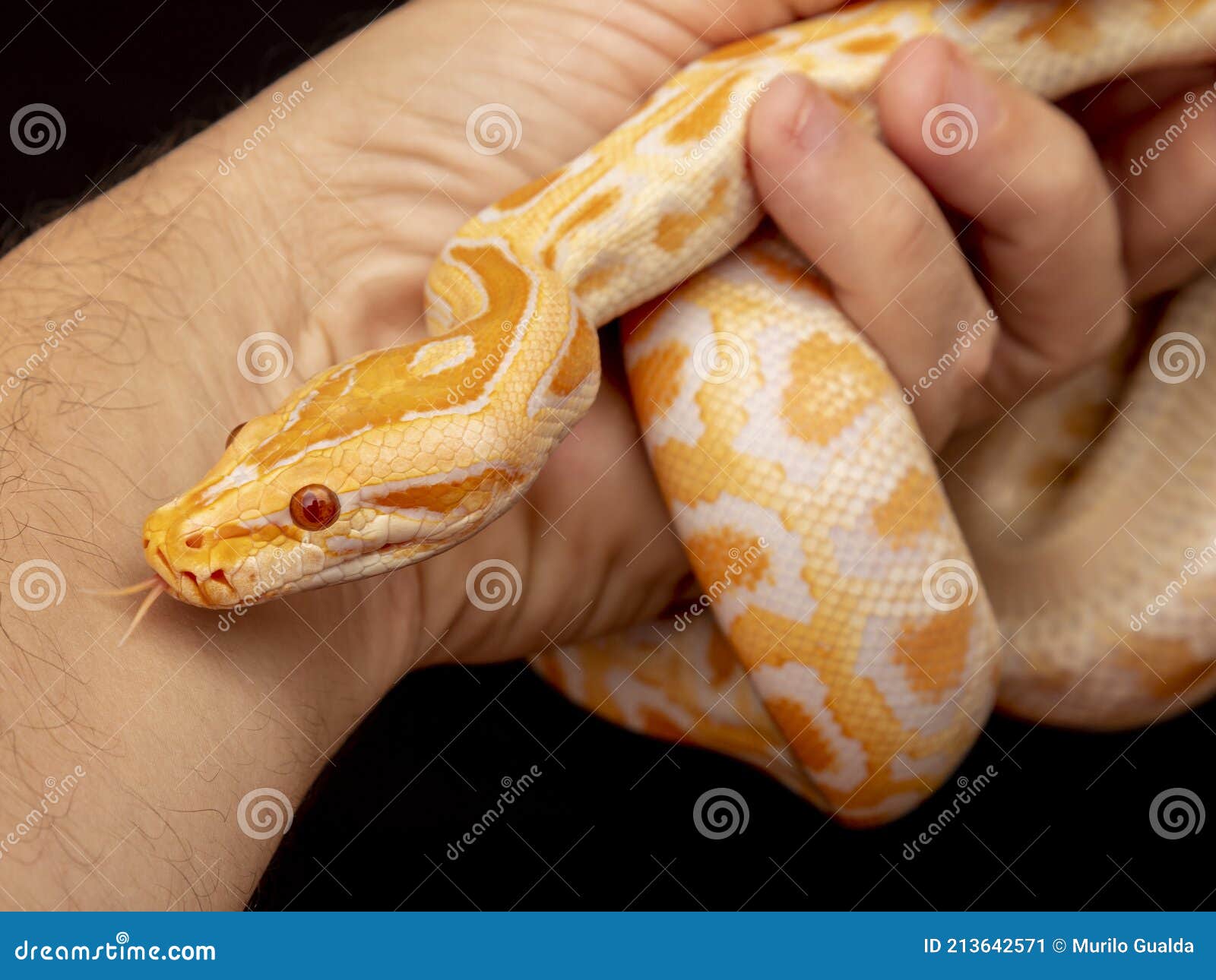 Gold Python, Reticulated Python Python Reticulatus Stock Image - Image ...