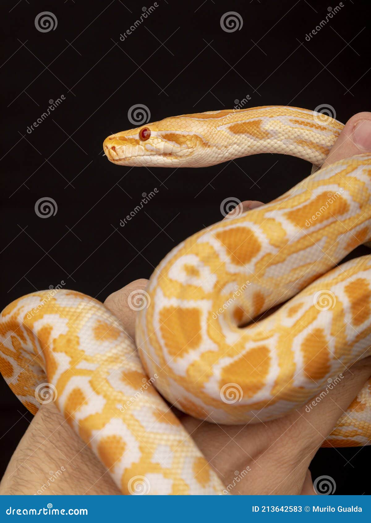 Gold Python, Reticulated Python Python Reticulatus Stock Image - Image ... Gold Python, Reticulated Python Python Reticulatus Stock Image - Image ...