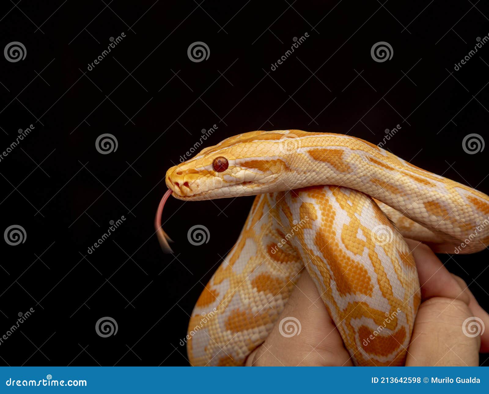 Gold Python, Reticulated Python Python Reticulatus Stock Photo - Image ...