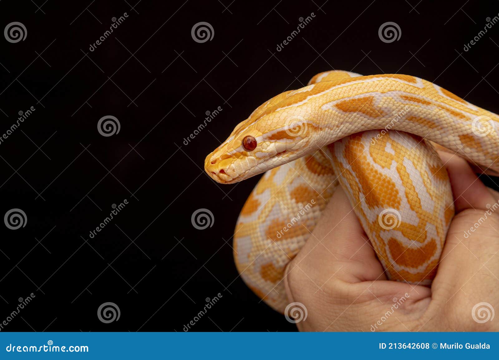 Gold Python, Reticulated Python Python Reticulatus Stock Photo - Image ... Gold Python, Reticulated Python Python Reticulatus Stock Photo - Image ...