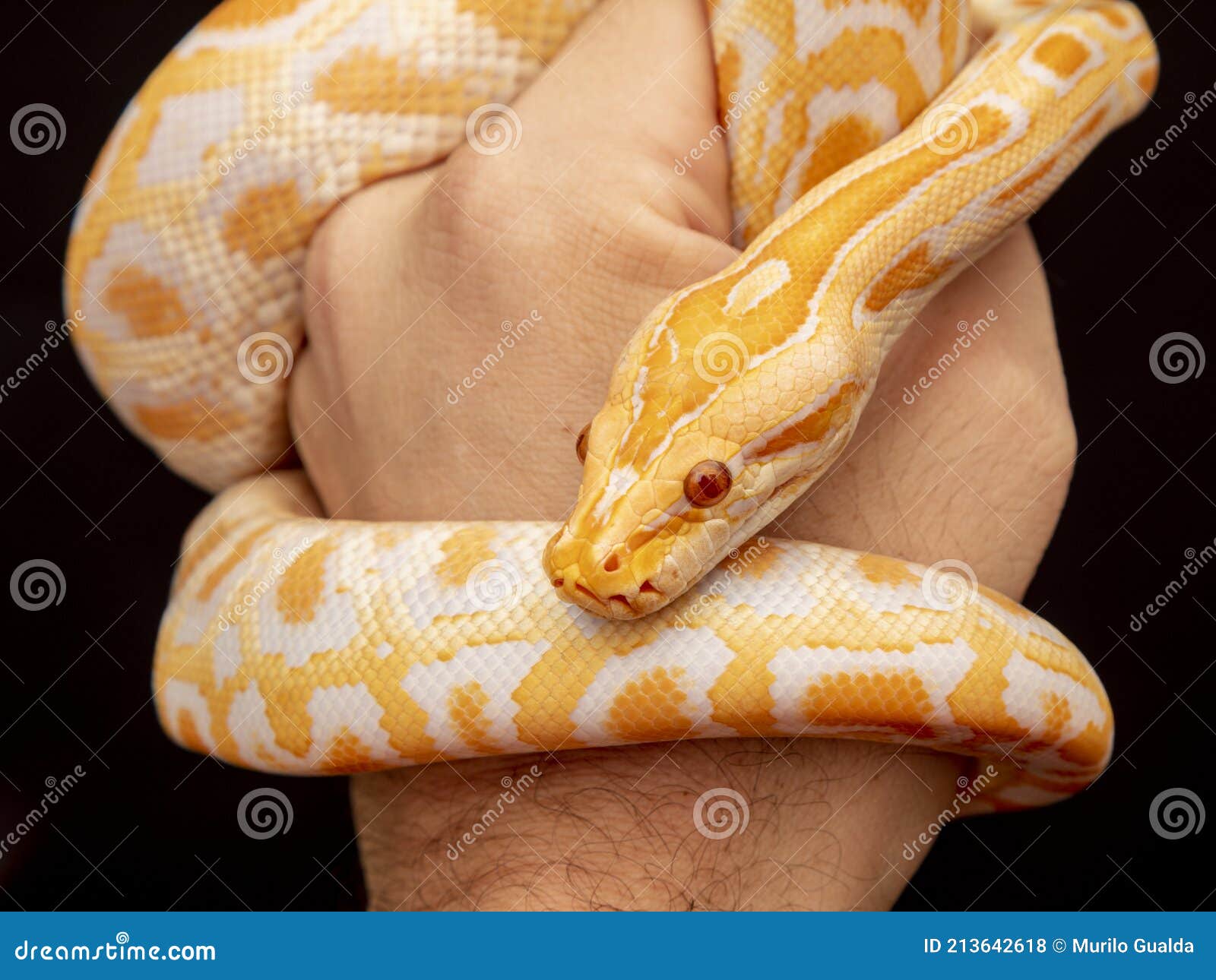 Gold Python, Reticulated Python Python Reticulatus Stock Photo - Image ...