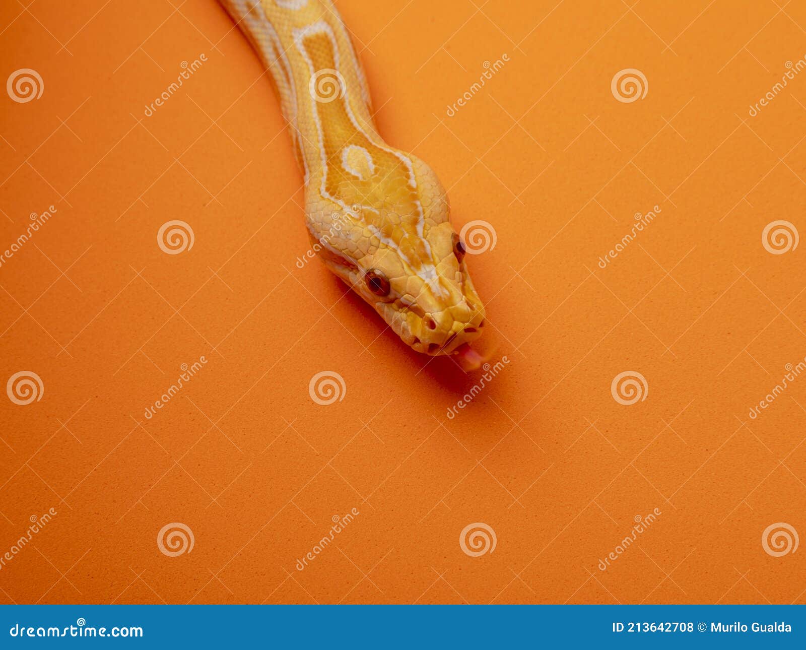 Gold Python, Reticulated Python Python Reticulatus Stock Photo - Image ... Gold Python, Reticulated Python Python Reticulatus Stock Photo - Image ...