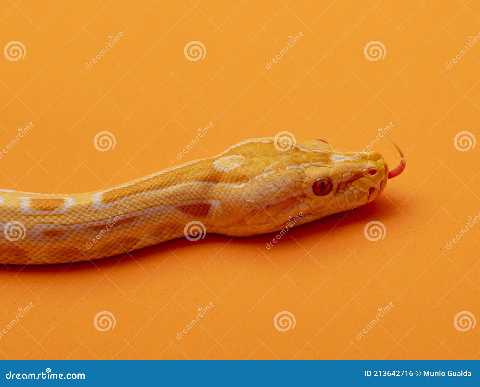 Gold Python, Reticulated Python Python Reticulatus Stock Photo - Image ...