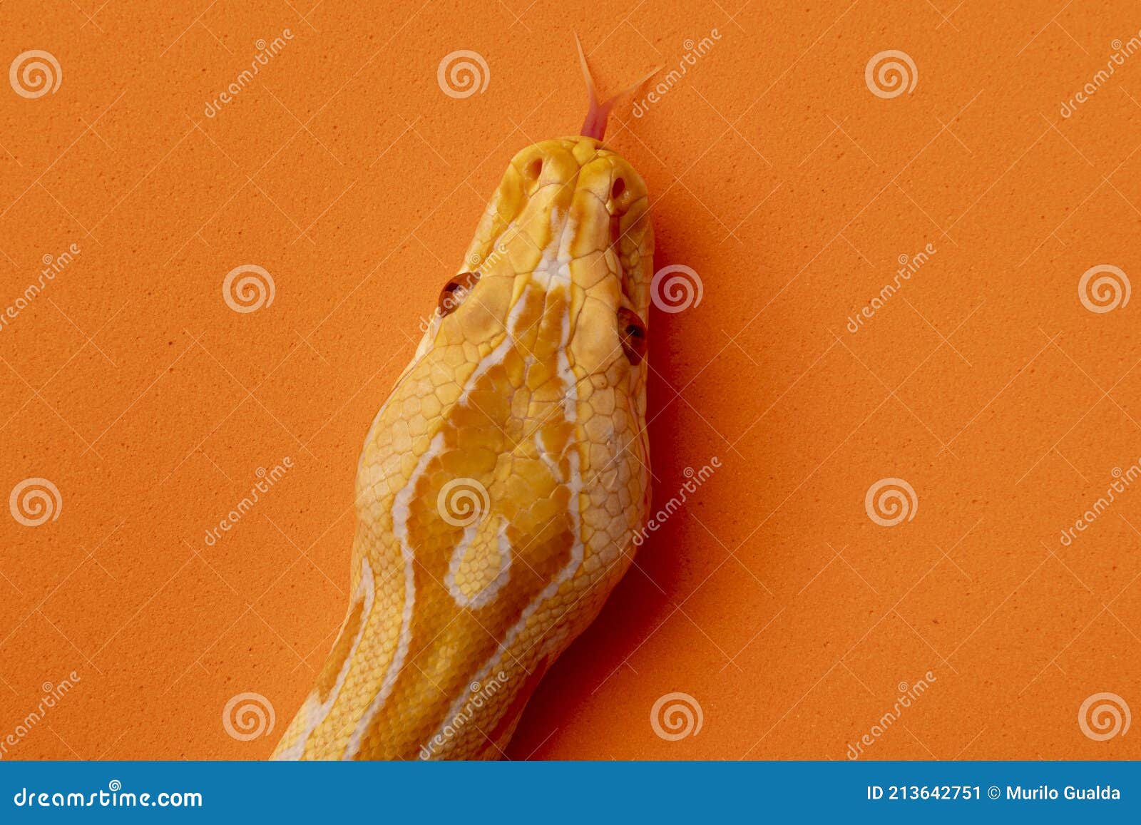 Gold Python, Reticulated Python Python Reticulatus Stock Image - Image ...