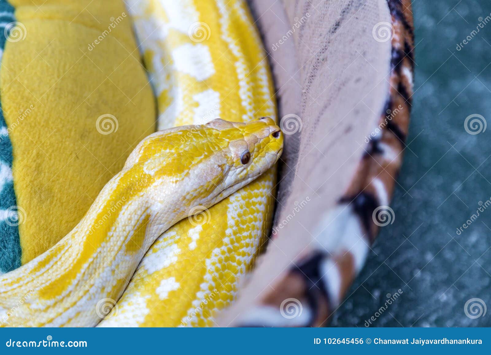 Gold Python Snake on the Couch Stock Photo - Image of macro, fauna ...