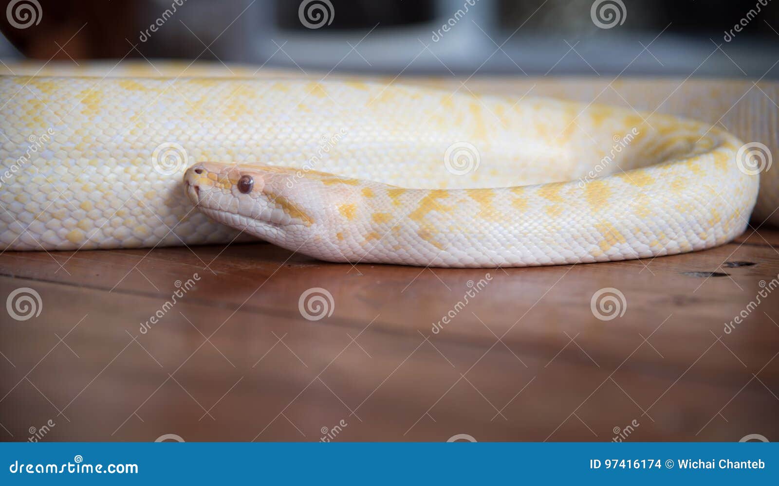 Gold Python Snake on Wooden Floor Stock Photo - Image of skin ...