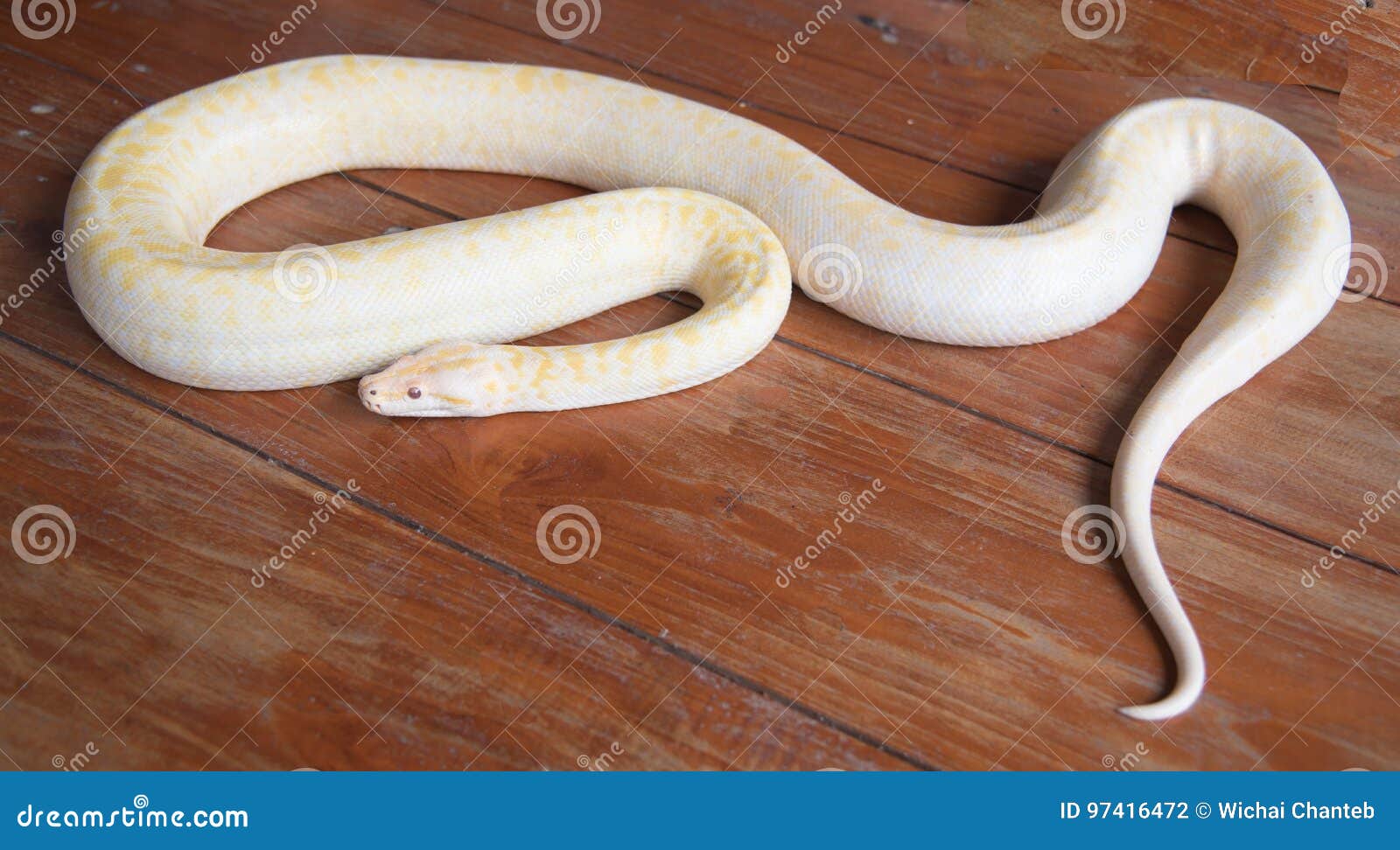 Gold Python Snake on Wooden Floor Stock Photo - Image of colorful ...