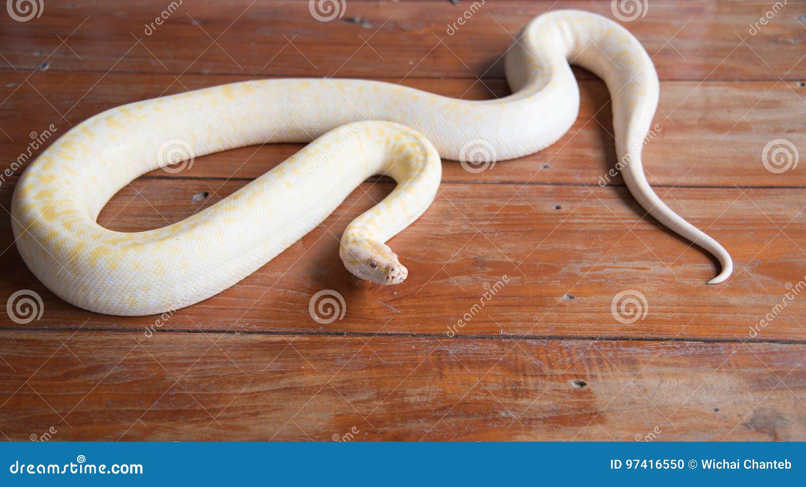 Gold Python With Human Skull Royalty-Free Stock Photography ...