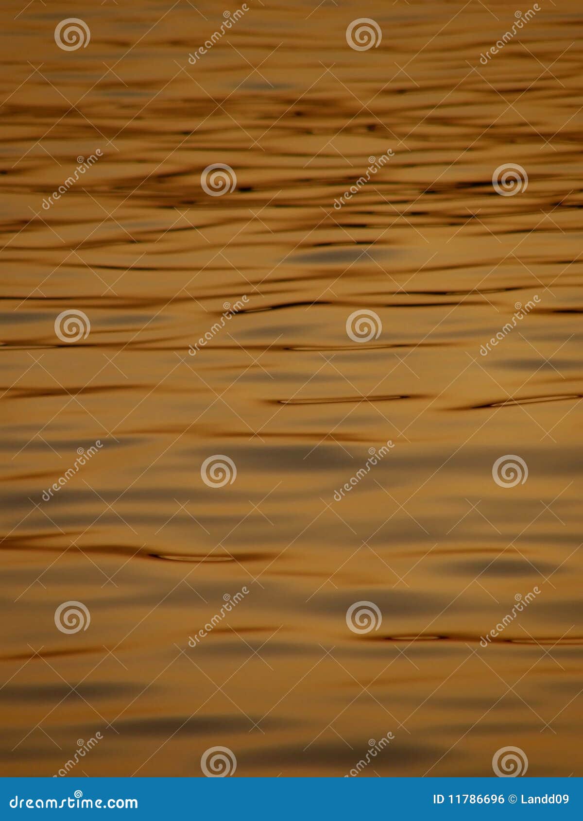 Gold reflection in sunset stock photo. Image of reflection - 11786696