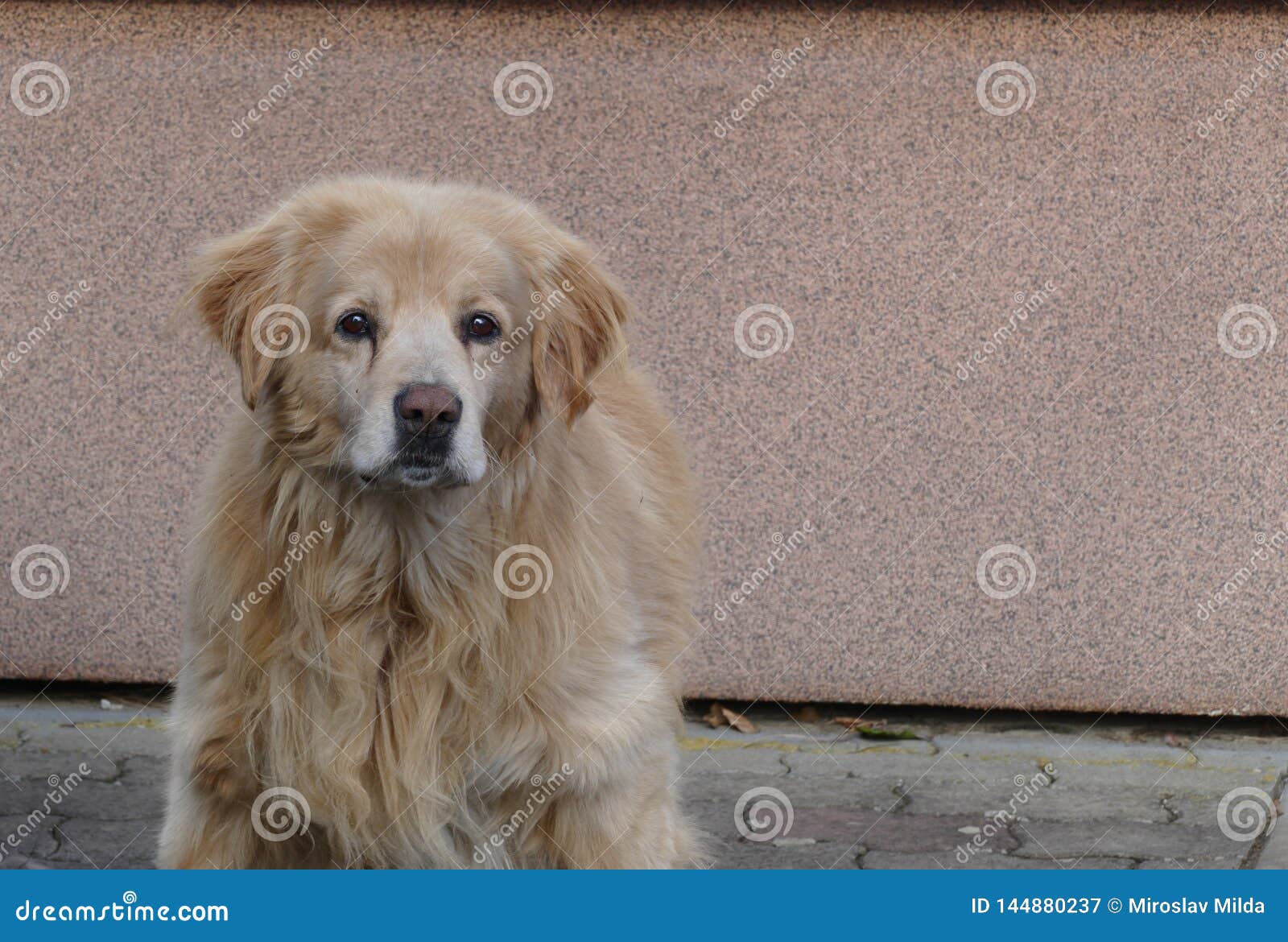 Retriever Labrador Looking Out Stock Image - Image of animal, hound ...