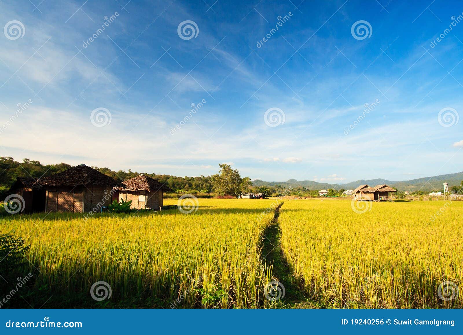 Gold rice stock photo. Image of culture, farming, field - 19240256