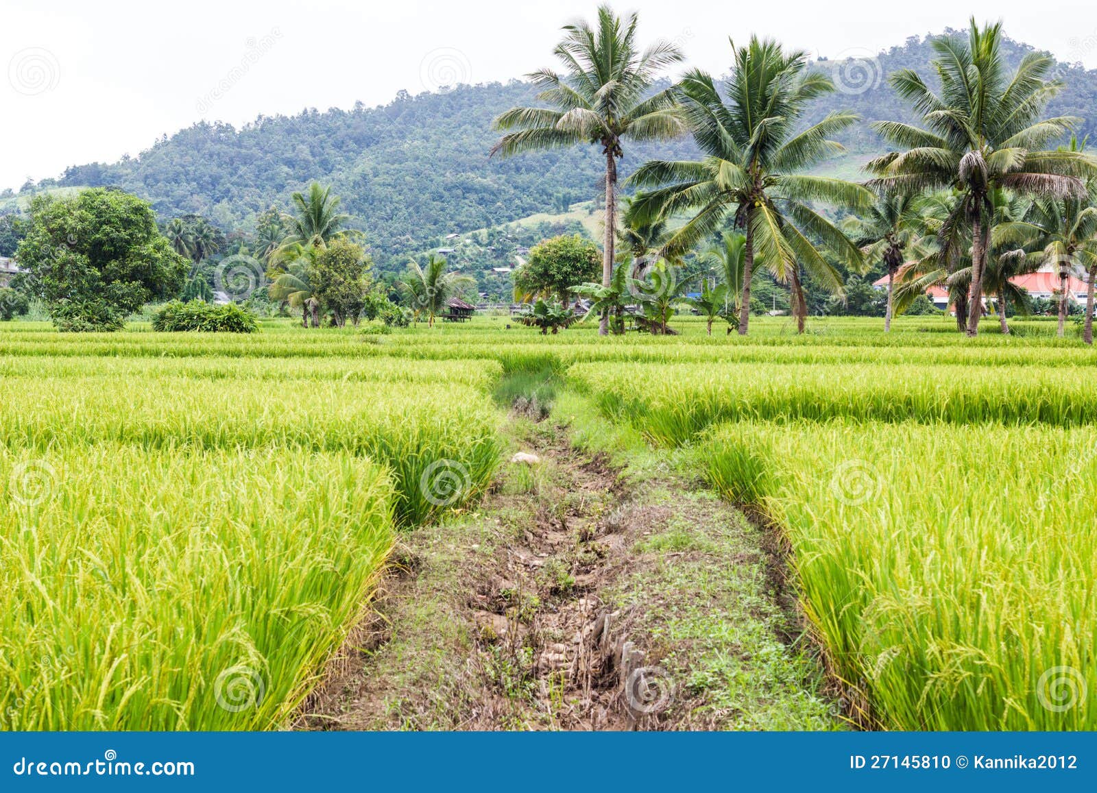 Gold rice stock photo. Image of mountain, asian, background - 27145810
