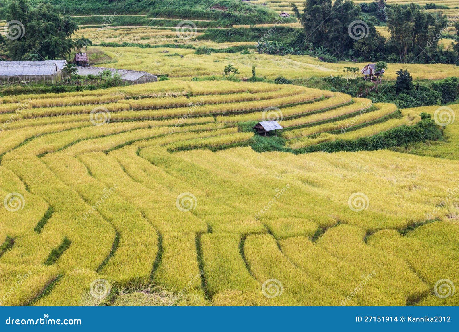 Gold rice stock photo. Image of plant, grow, close, economy - 27151914