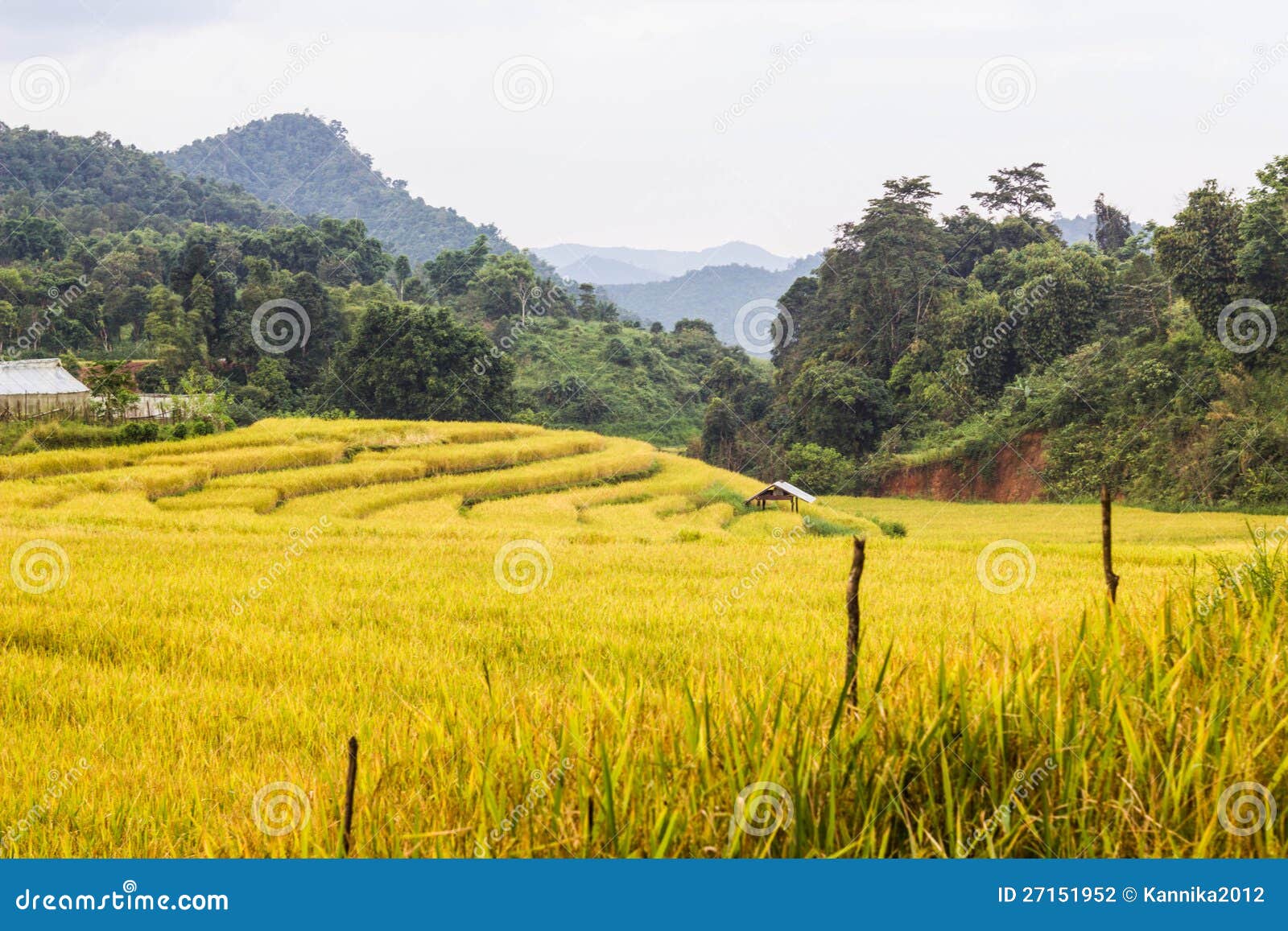 Gold rice stock photo. Image of background, close, grass - 27151952