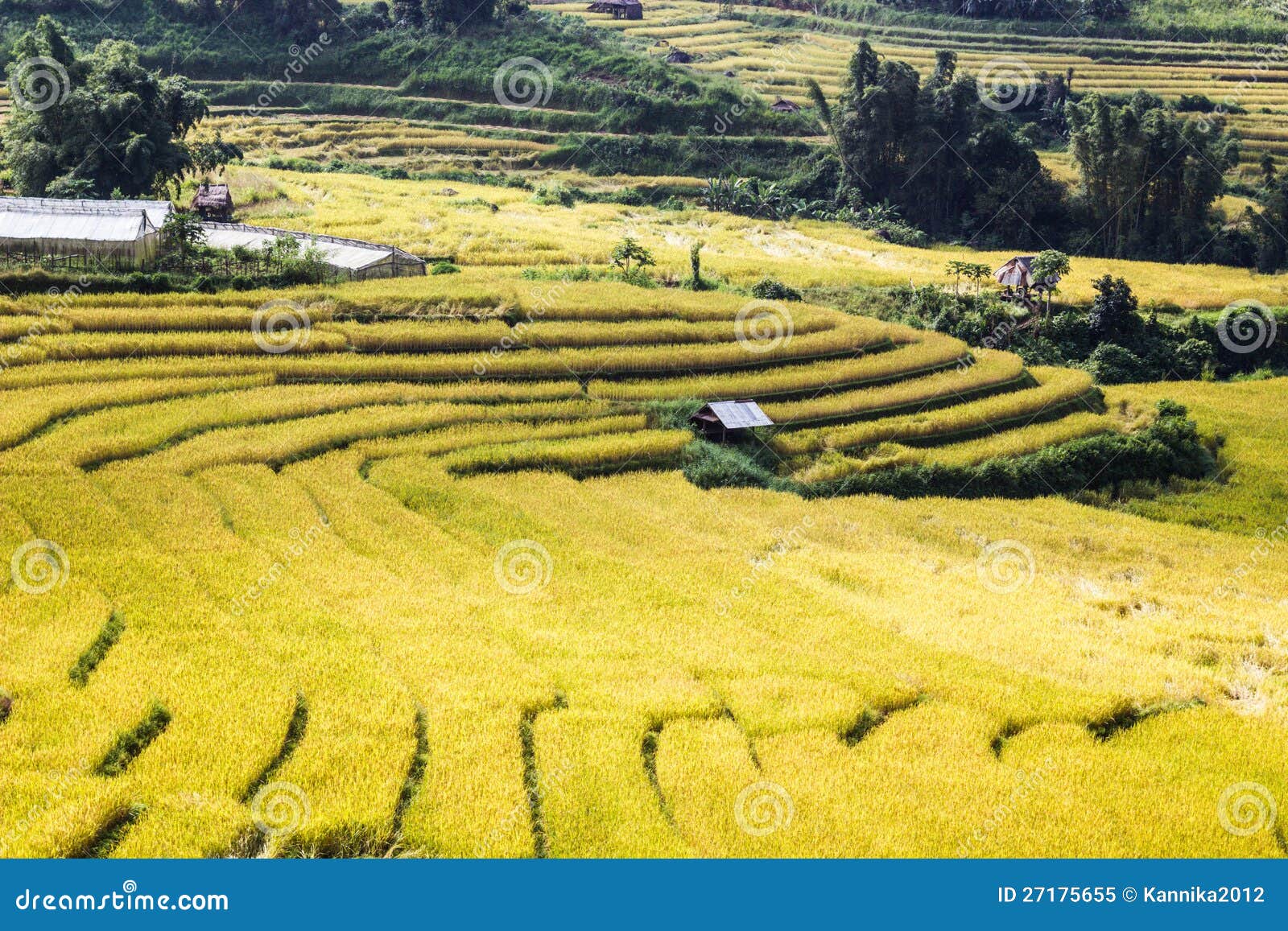 Gold rice stock image. Image of grain, countryside, beautiful - 27175655