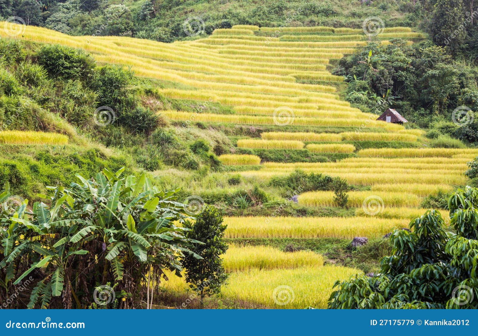 Gold rice stock image. Image of asia, culture, corn, cottage - 27175779