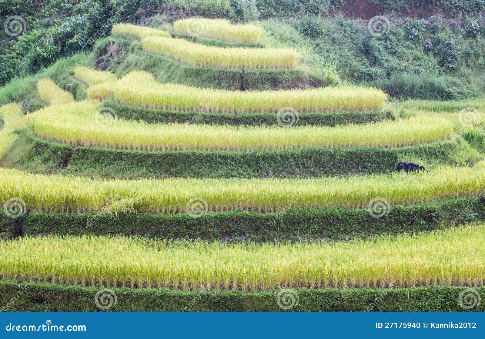 Gold rice stock photo. Image of environment, cultivate - 27175940